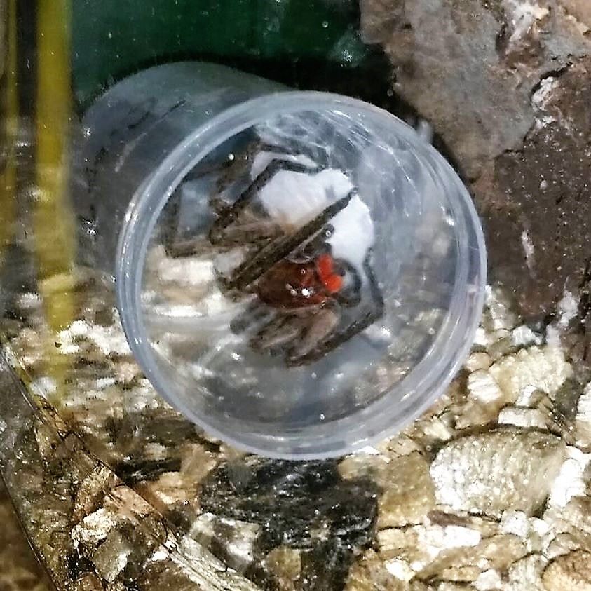 Red Fang Wandering Spiders | Reptile Forums